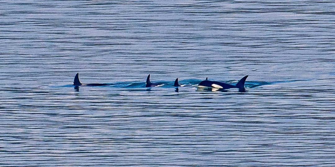 PHOTOS: Transient orca whales cruise past Burien Monday morning - The B ...
