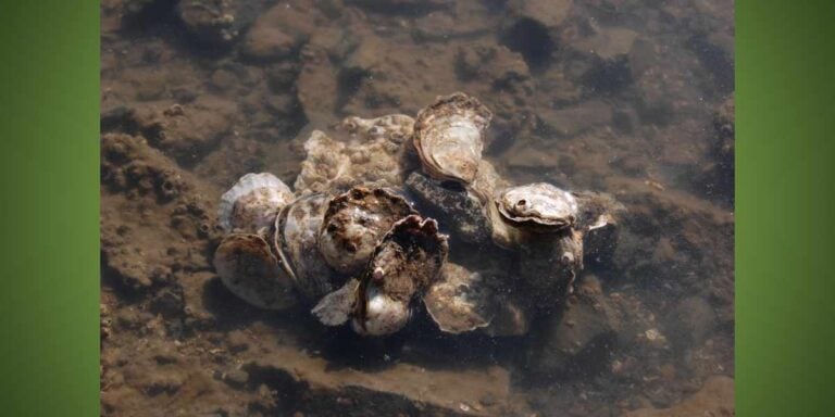 Let’s restore native oysters to Burien and Des Moines waters - The B ...